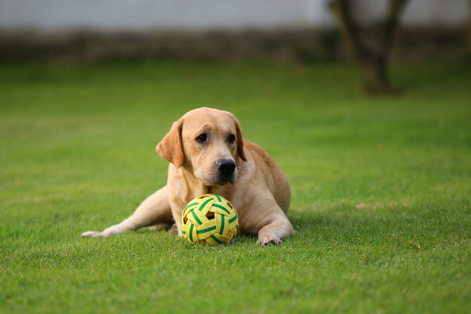 Labrador Retriever Training Fundamentals: From Puppy to Adult